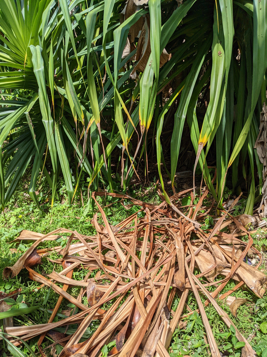 45 Minutes and a First "Harvest" of Lauhala – lauhalahats.com