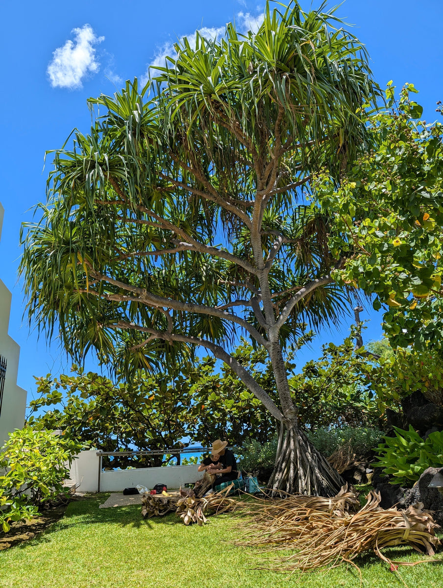 Sourcing Lauhala – lauhalahats.com